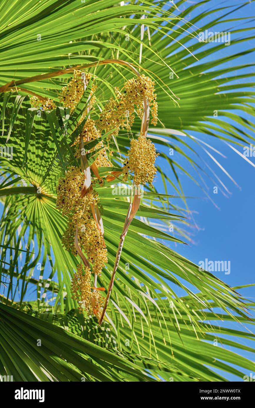 The Tree - token of a type. Tree - universal plant in all types and ...