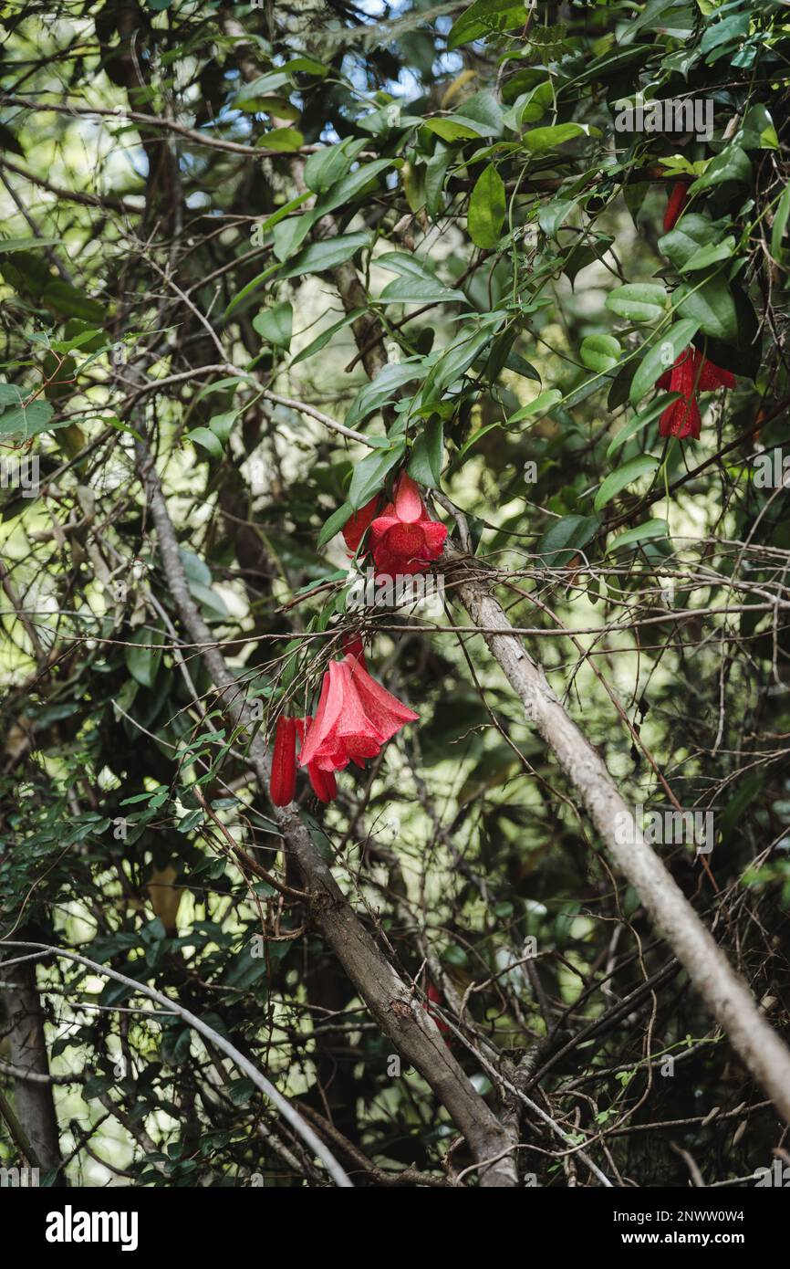 Copihue, chilean national flower growing in the patagonian forest Stock ...