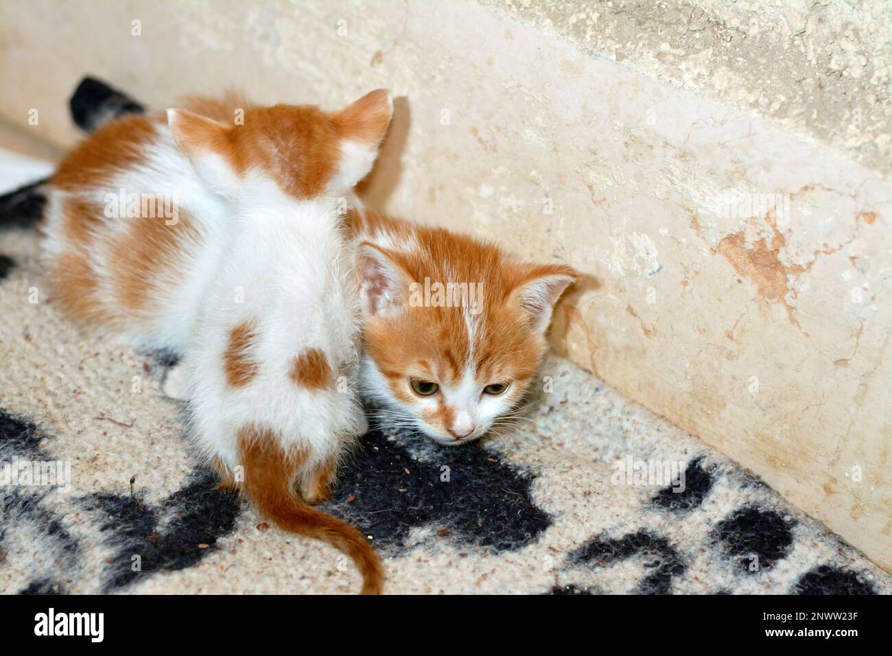 A portrait of newborn little adorable stray Egyptian kittens isolated ...