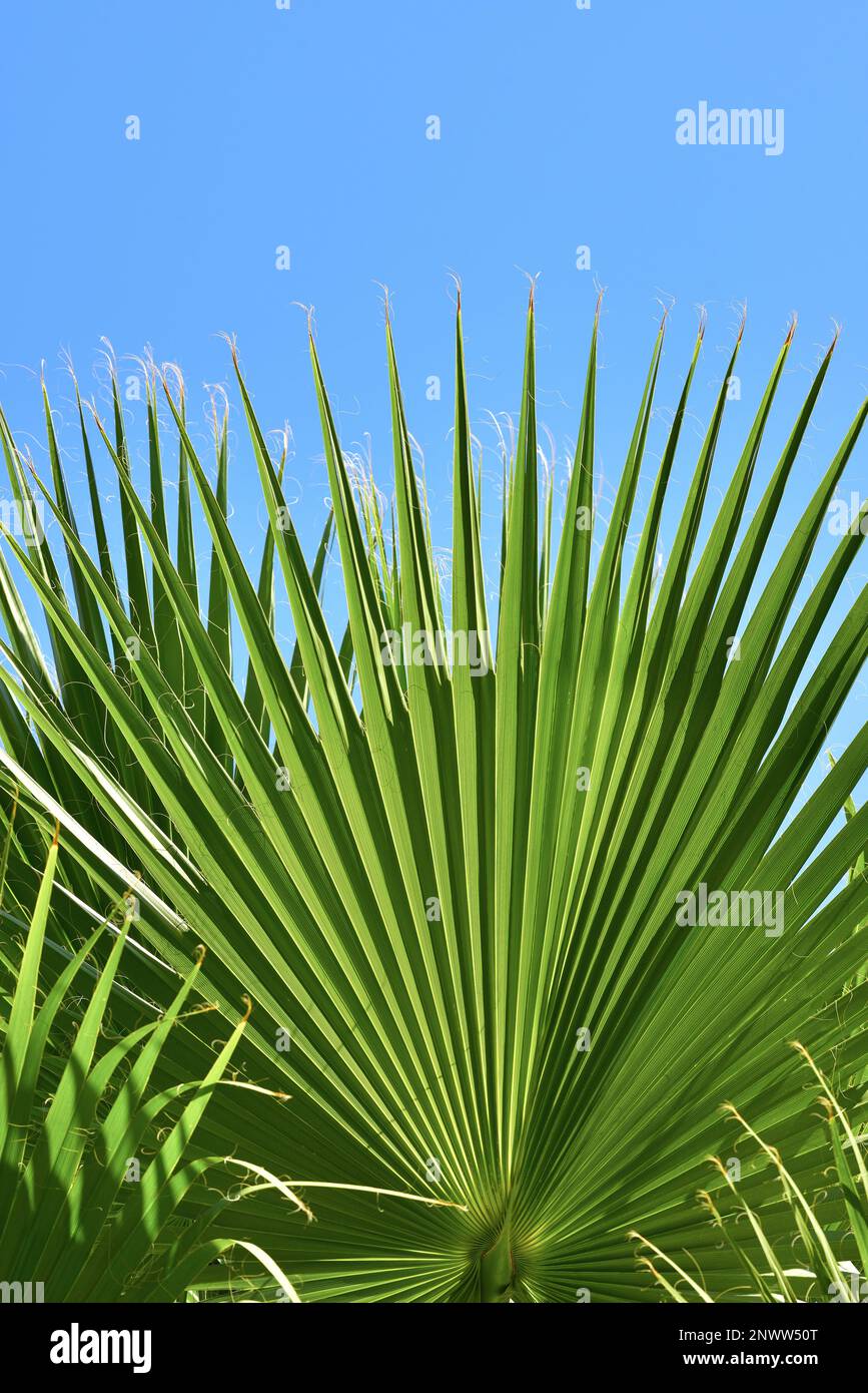 The Tree - token of a type. Tree - universal plant in all types and ...