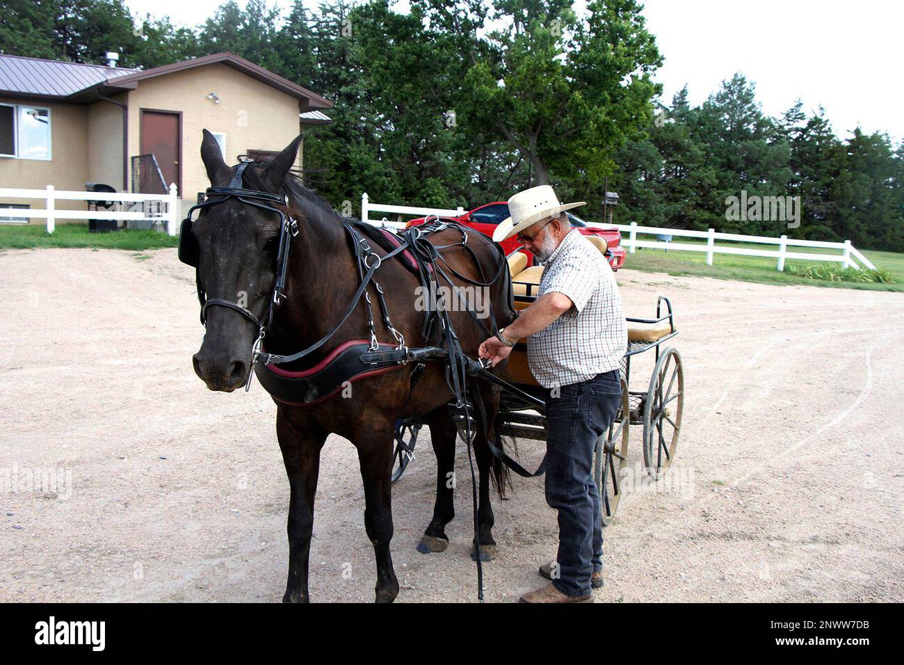 Harlan Grunden hitches a gelding to the marathon undercut carriage, a ...