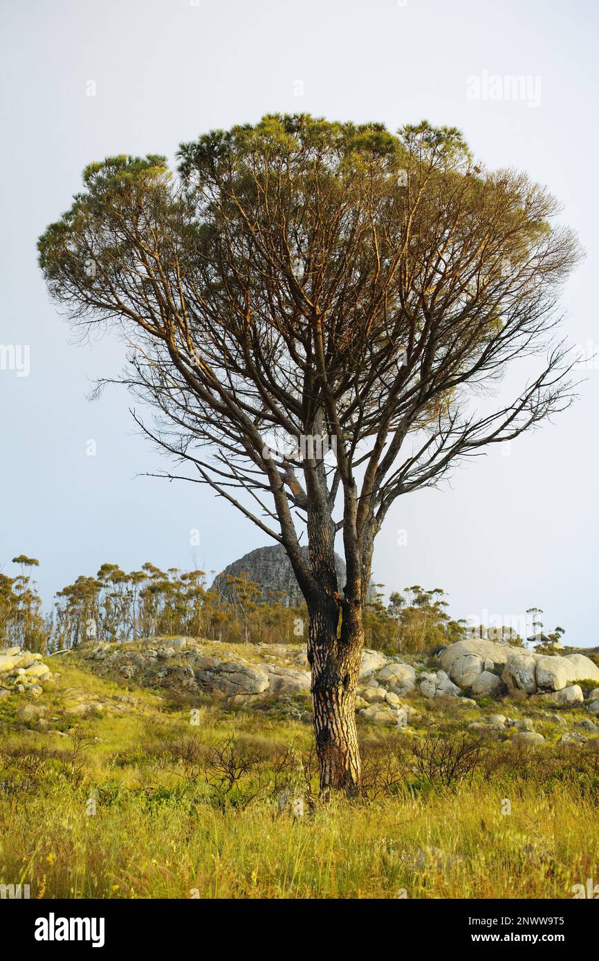 The Tree - token of a type. Tree - universal plant in all types and ...