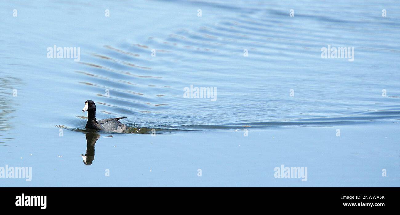 An American Coot, also known as a "mudhen," cruises across the calm ...