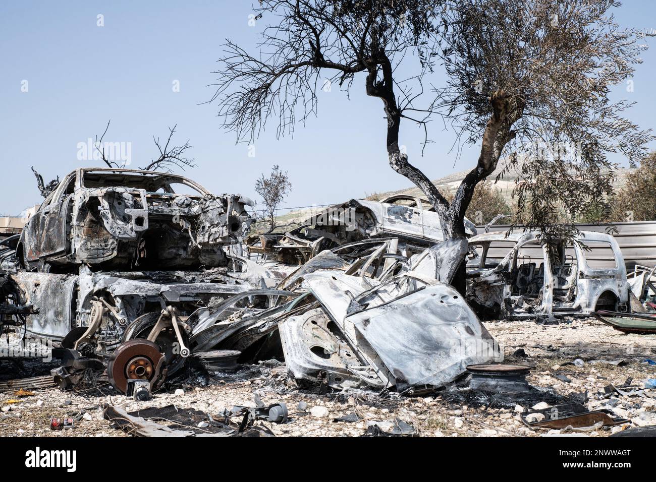 Hawara, Palestine. 28th Feb, 2023. A burned Olive tree and cars which ...