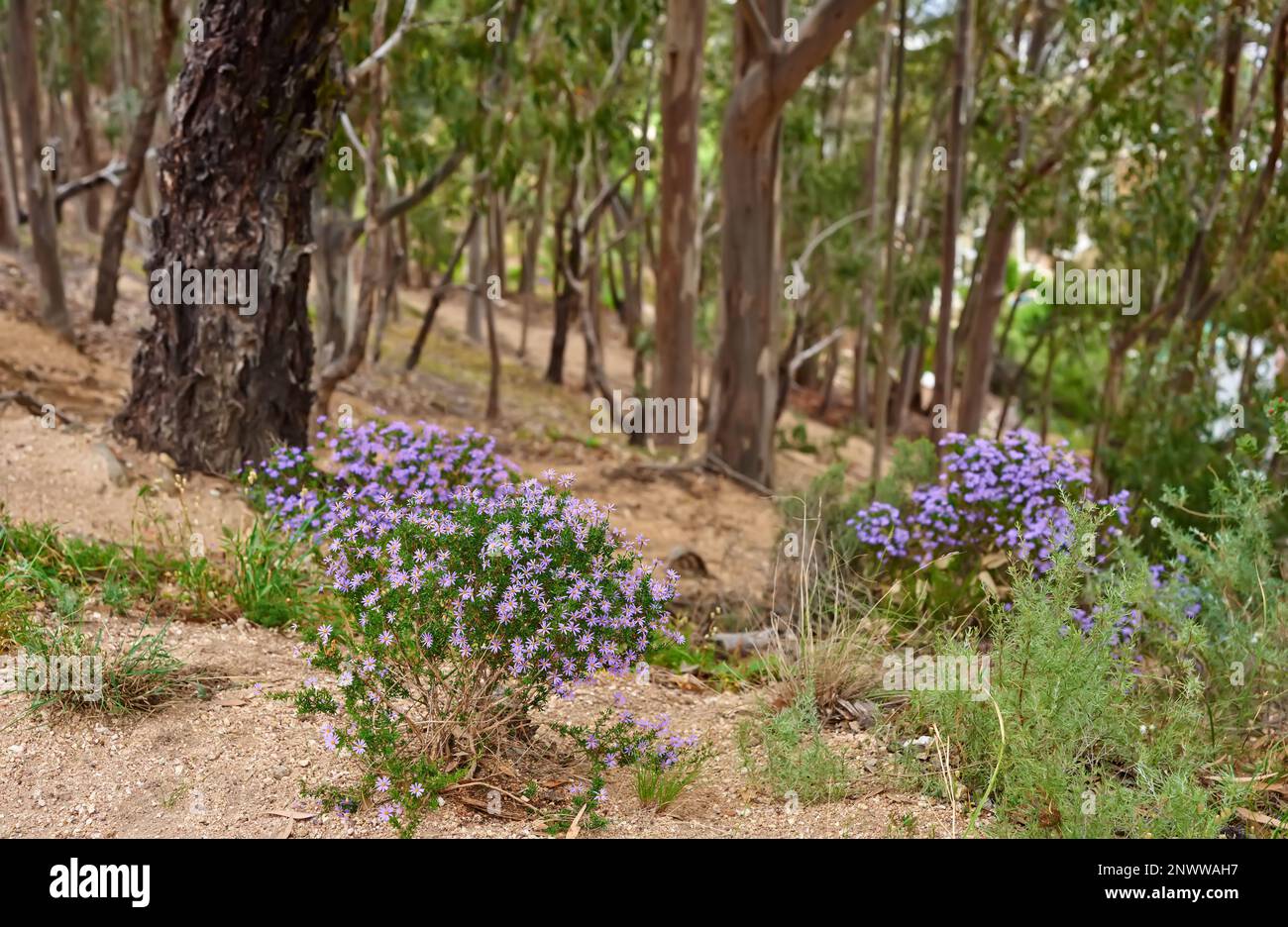 The Tree - token of a type. Tree - universal plant in all types and ...