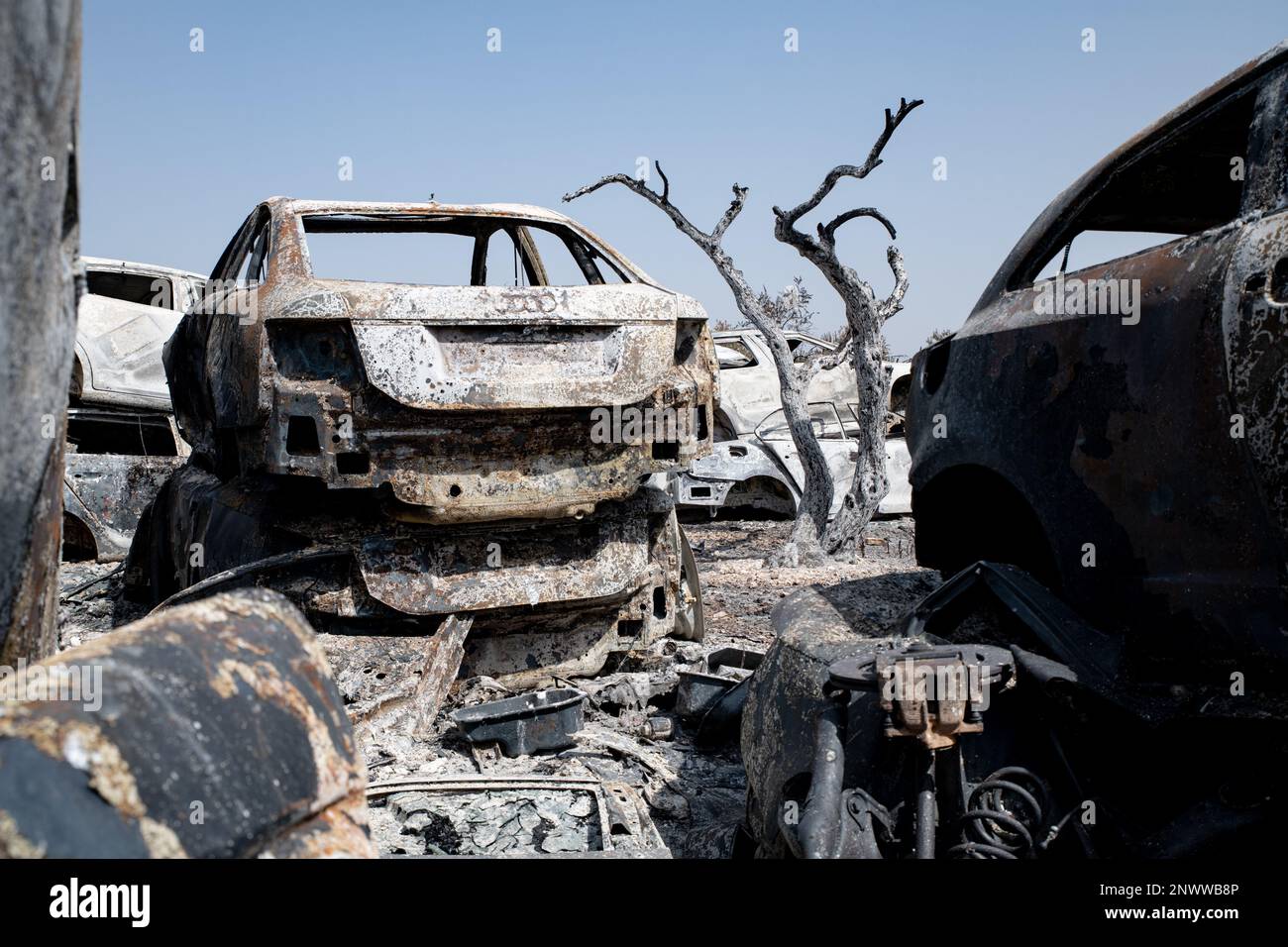 Hawara, Palestine. 28th Feb, 2023. A burned Olive tree and vehicles ...