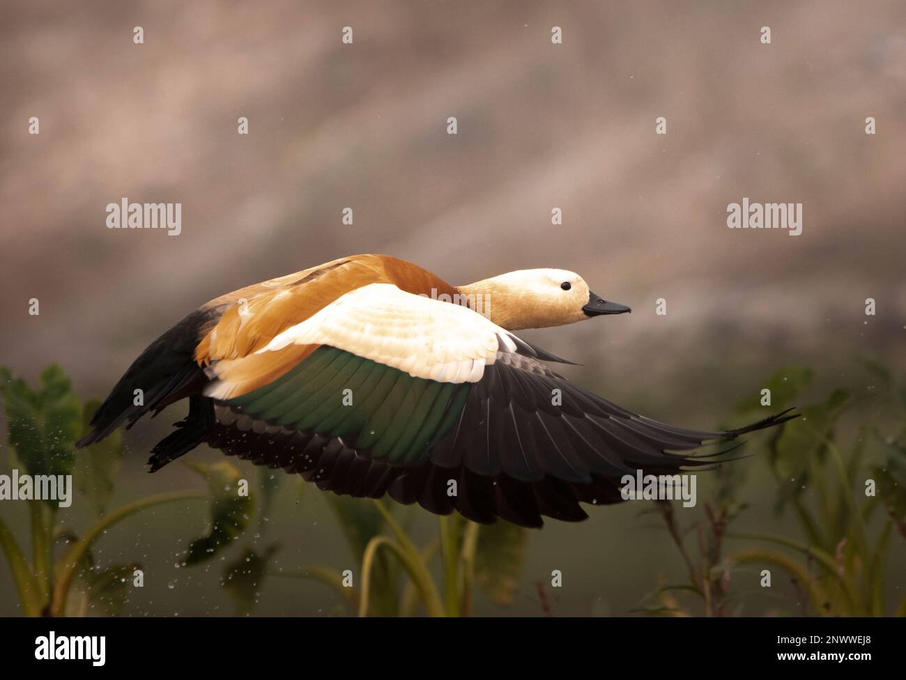 Duck bird photos hi-res stock photography and images - Alamy