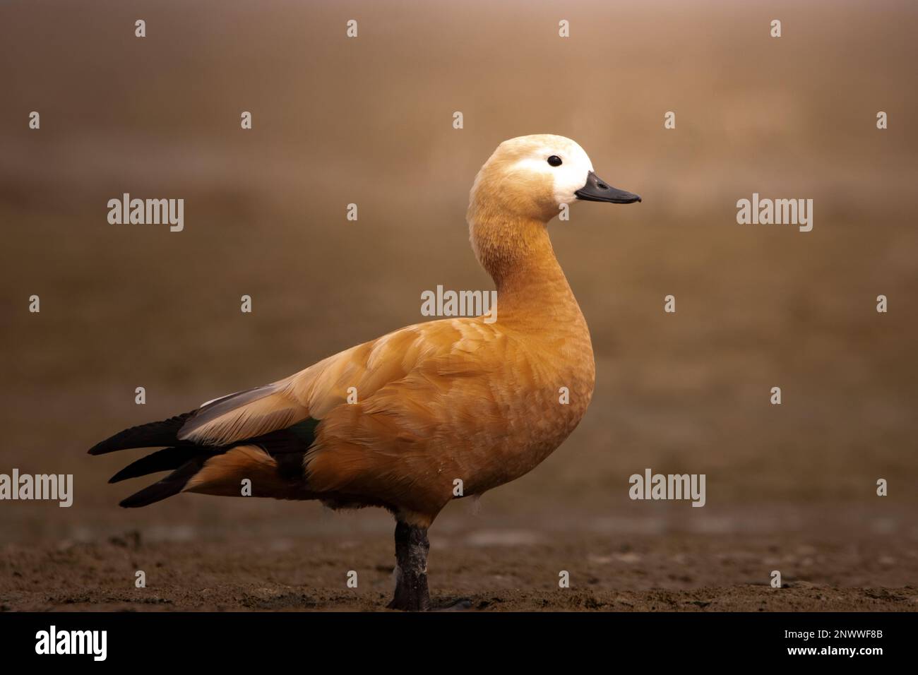Beautiful duck photos hi-res stock photography and images - Alamy