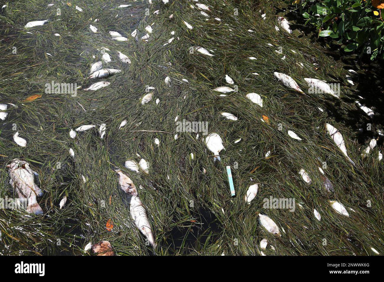 Dead fish line the mangroves on Anna Maria Island in Bradenton Beach ...