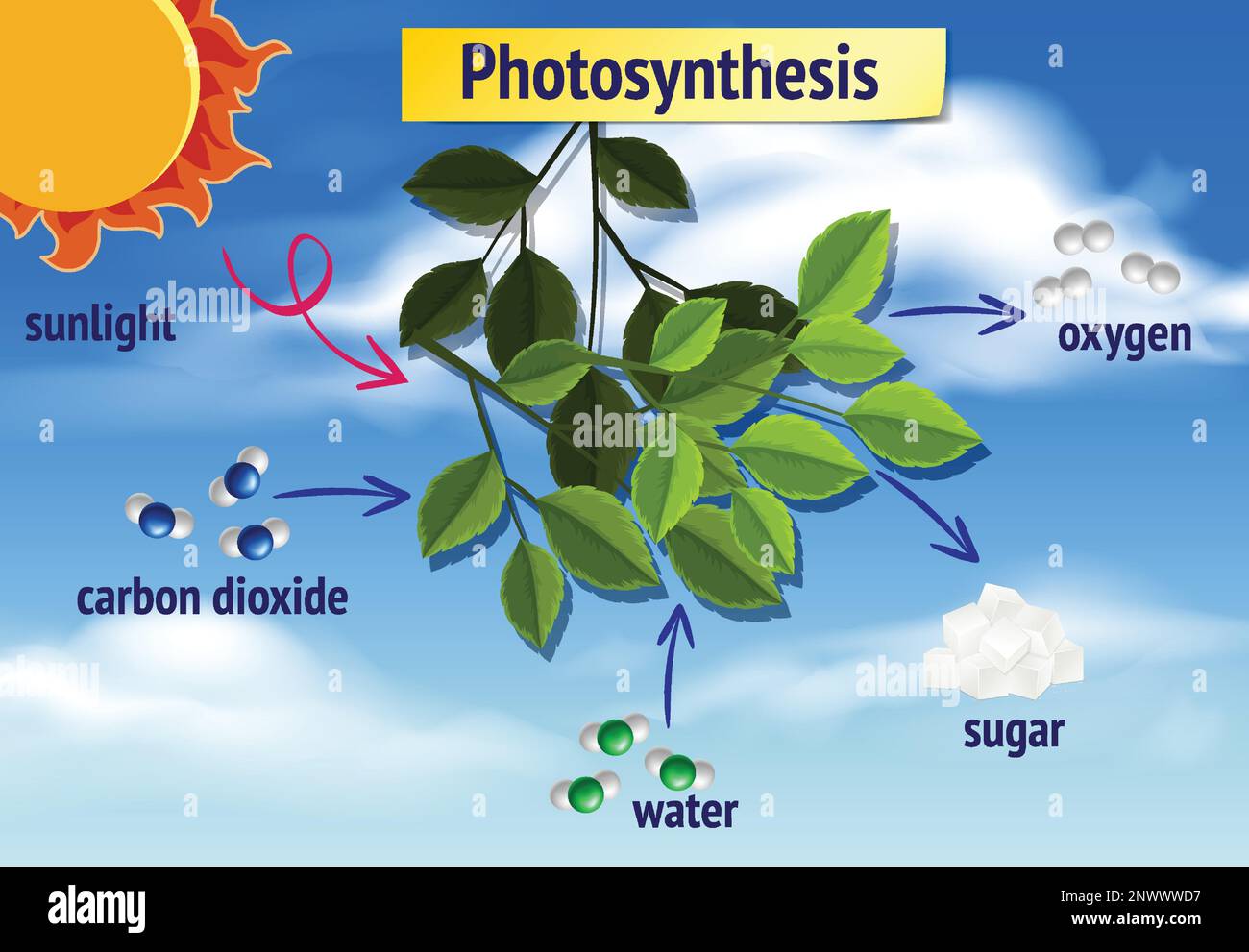 Diagram of Photosynthesis for biology and life science education ...