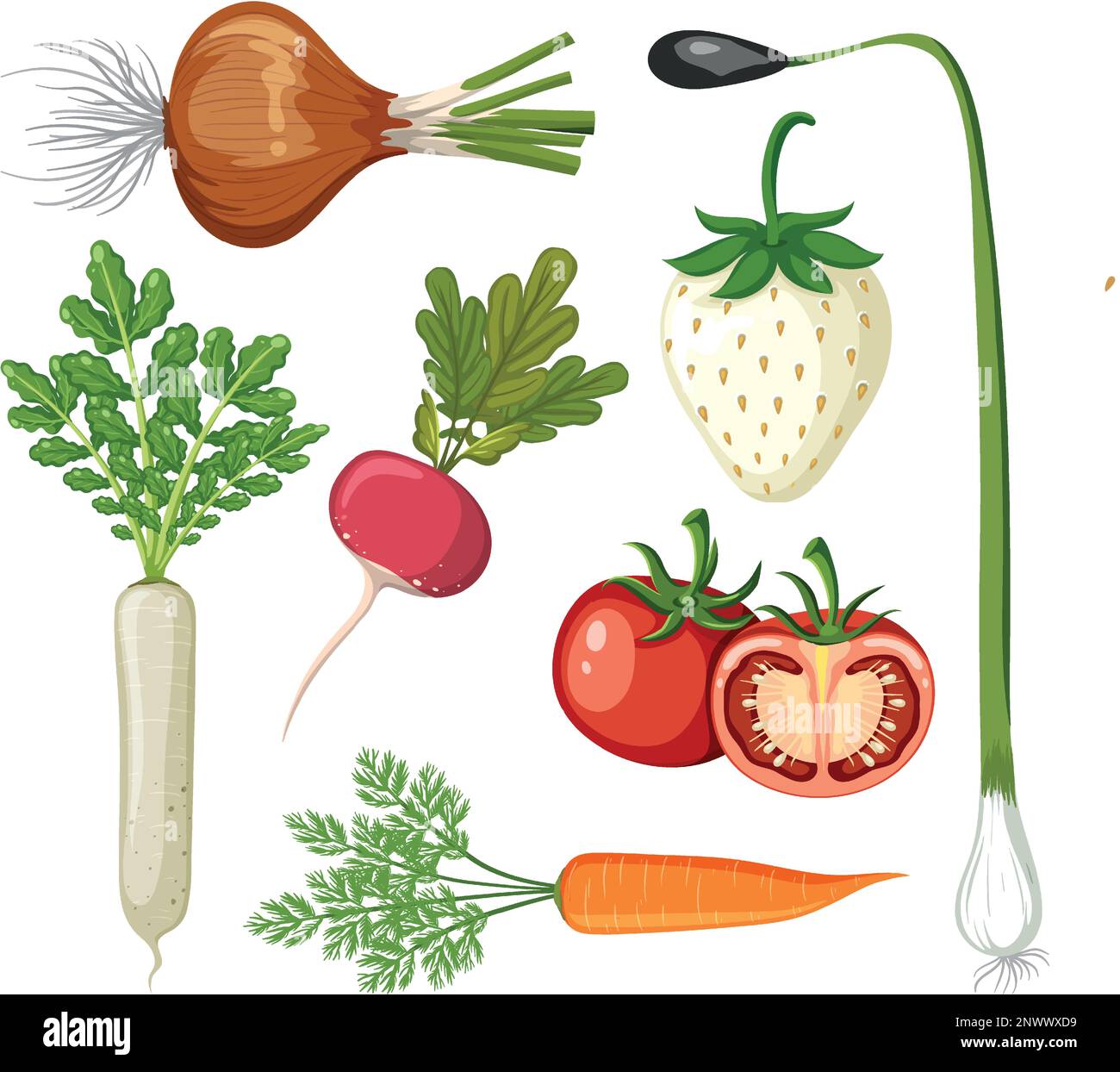 Set of vegetables on white background illustration Stock Vector Image ...