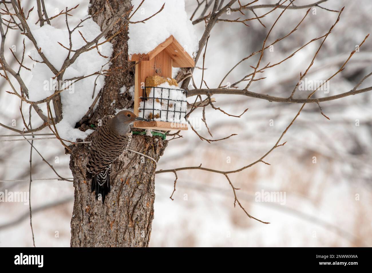 A female northern flicker aka common flicker (Colaptes auratus) at a ...
