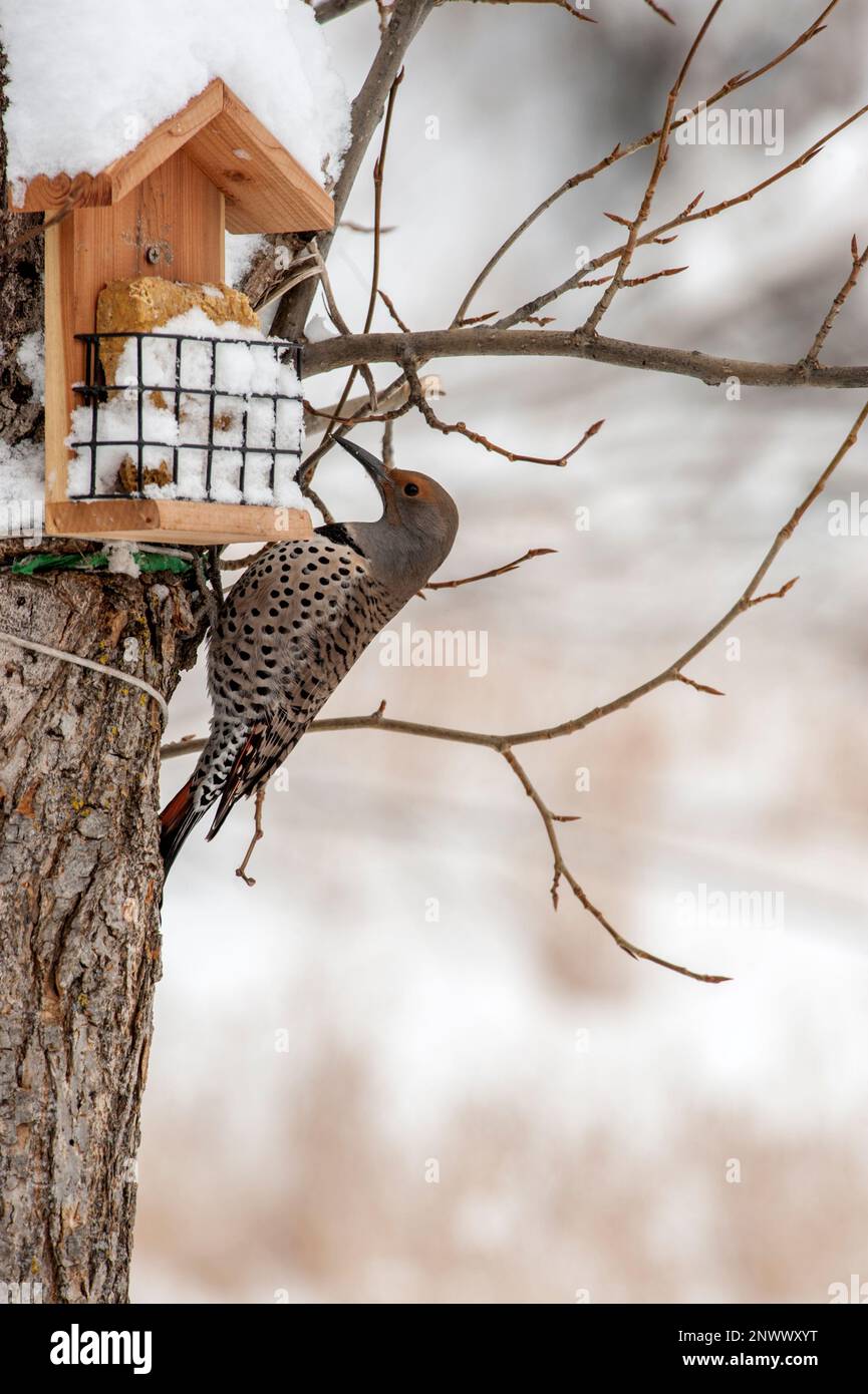 A female northern flicker or common flicker (Colaptes auratus) at a ...