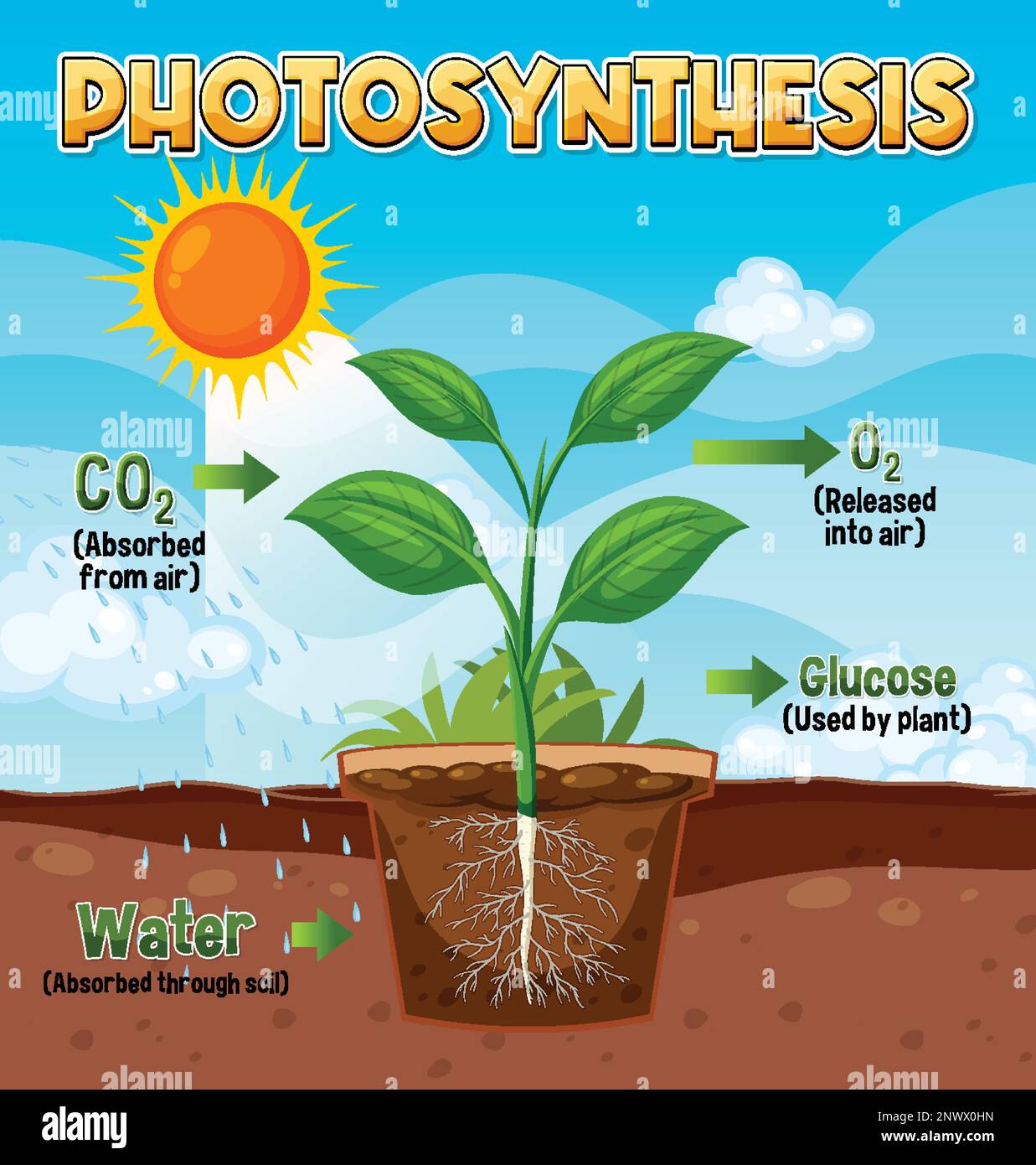 Diagram of Photosynthesis for biology and life science education ...