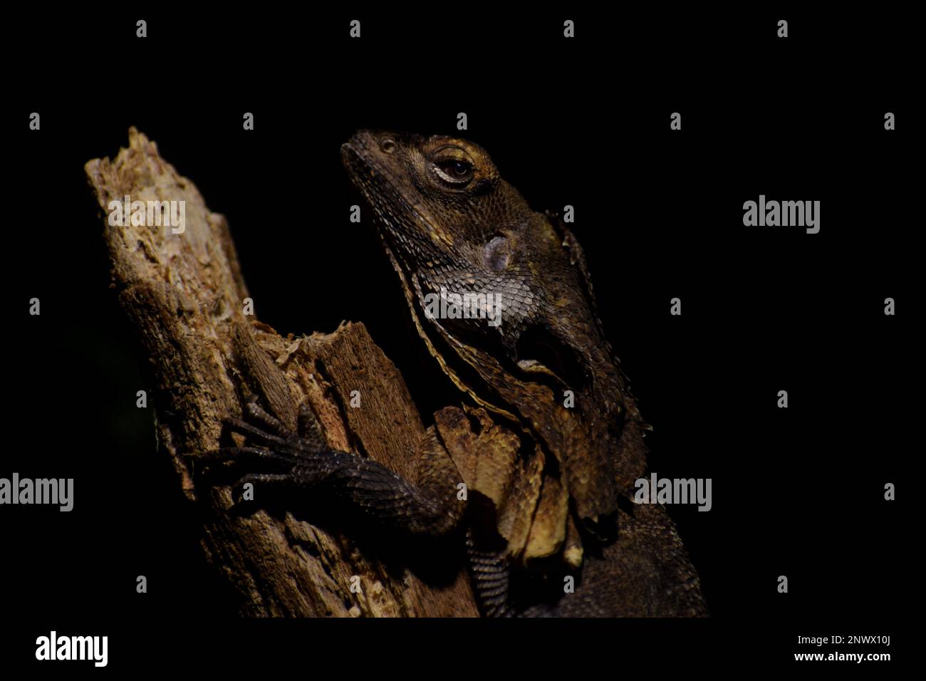 Lizard on a log hi-res stock photography and images - Alamy