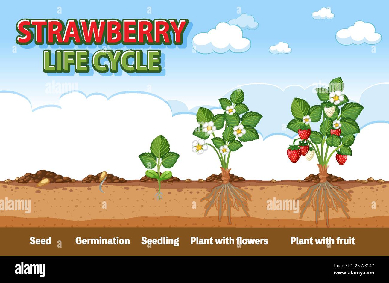 Strawberry plant life cycle hi-res stock photography and images - Alamy
