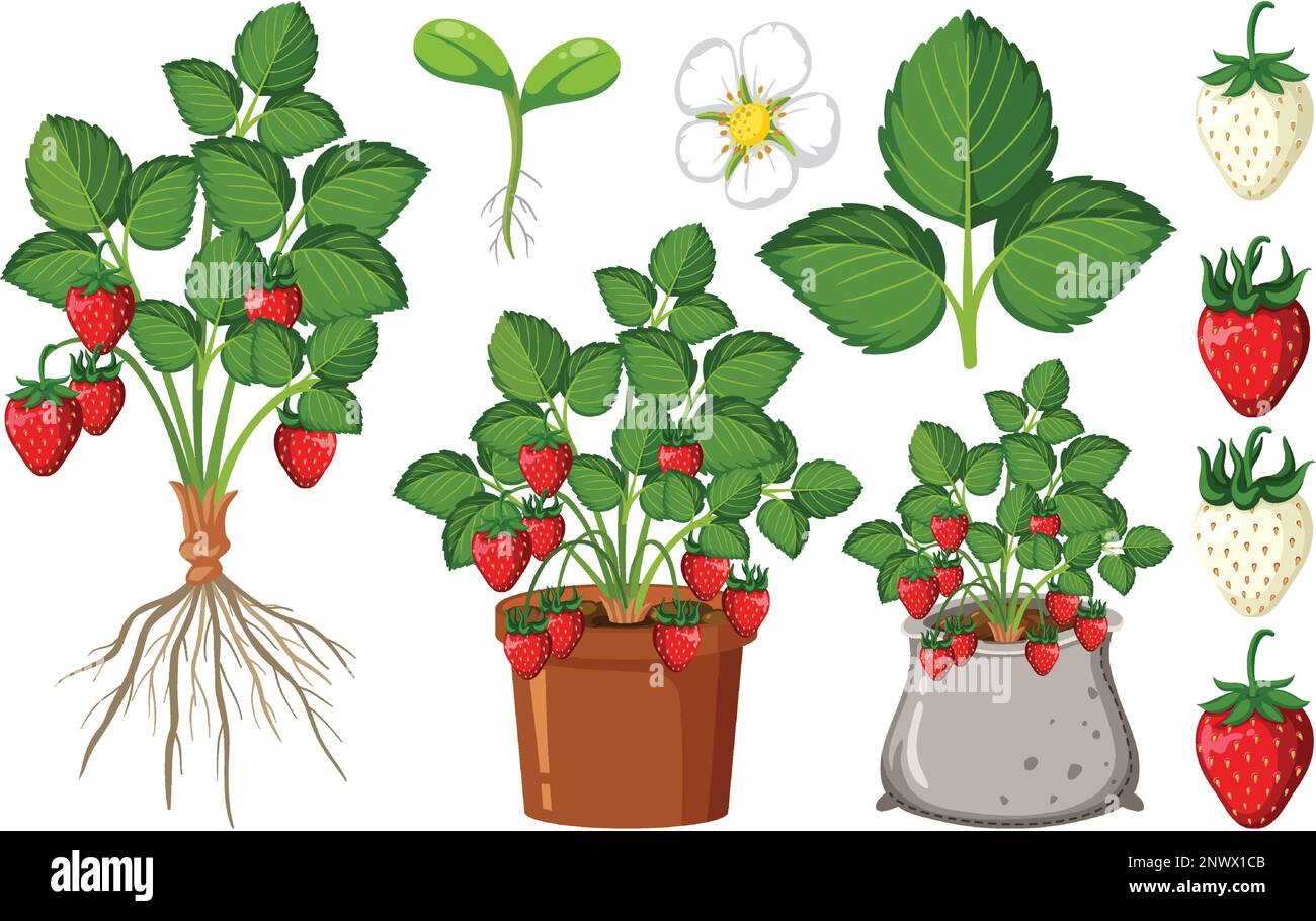 Set of strawberry plant parts illustration Stock Vector Image & Art - Alamy