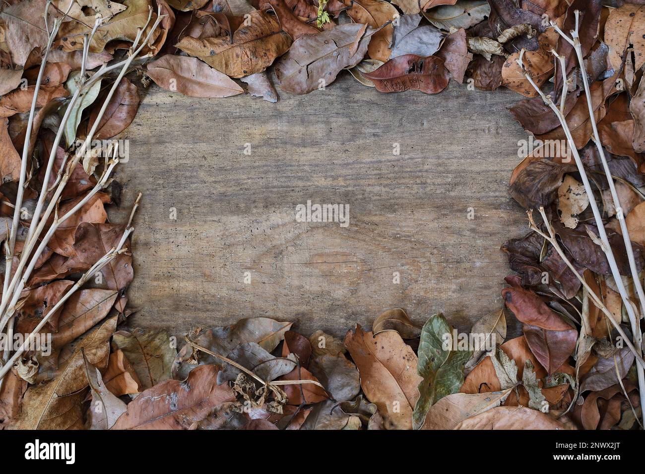 Border frame hi-res stock photography and images - Alamy