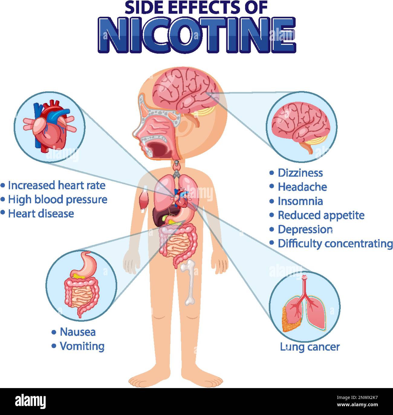 Human anatomy diagram cartoon style of nicotine side effects illustration Stock Vector Image ...