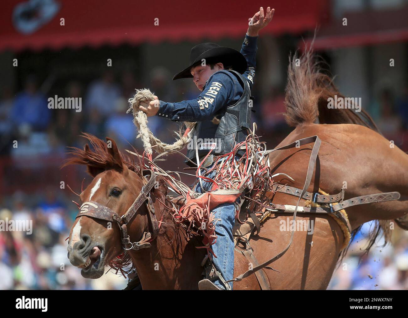 Layton Green of Meeting Creek, AB competes in the saddle bronc event ...