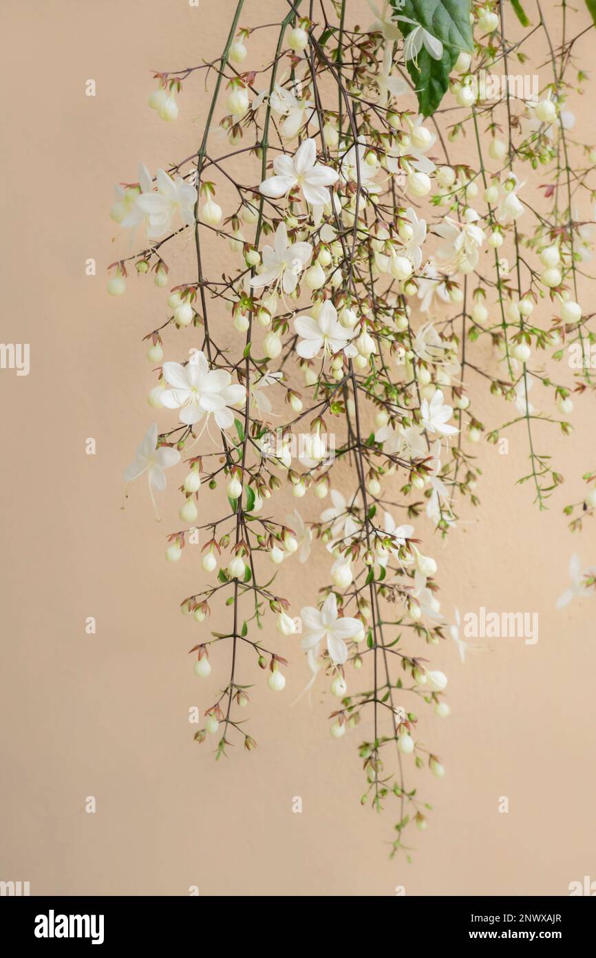 Nodding Clerodendron or Clerodendrum wallichii white flower blooming on ...