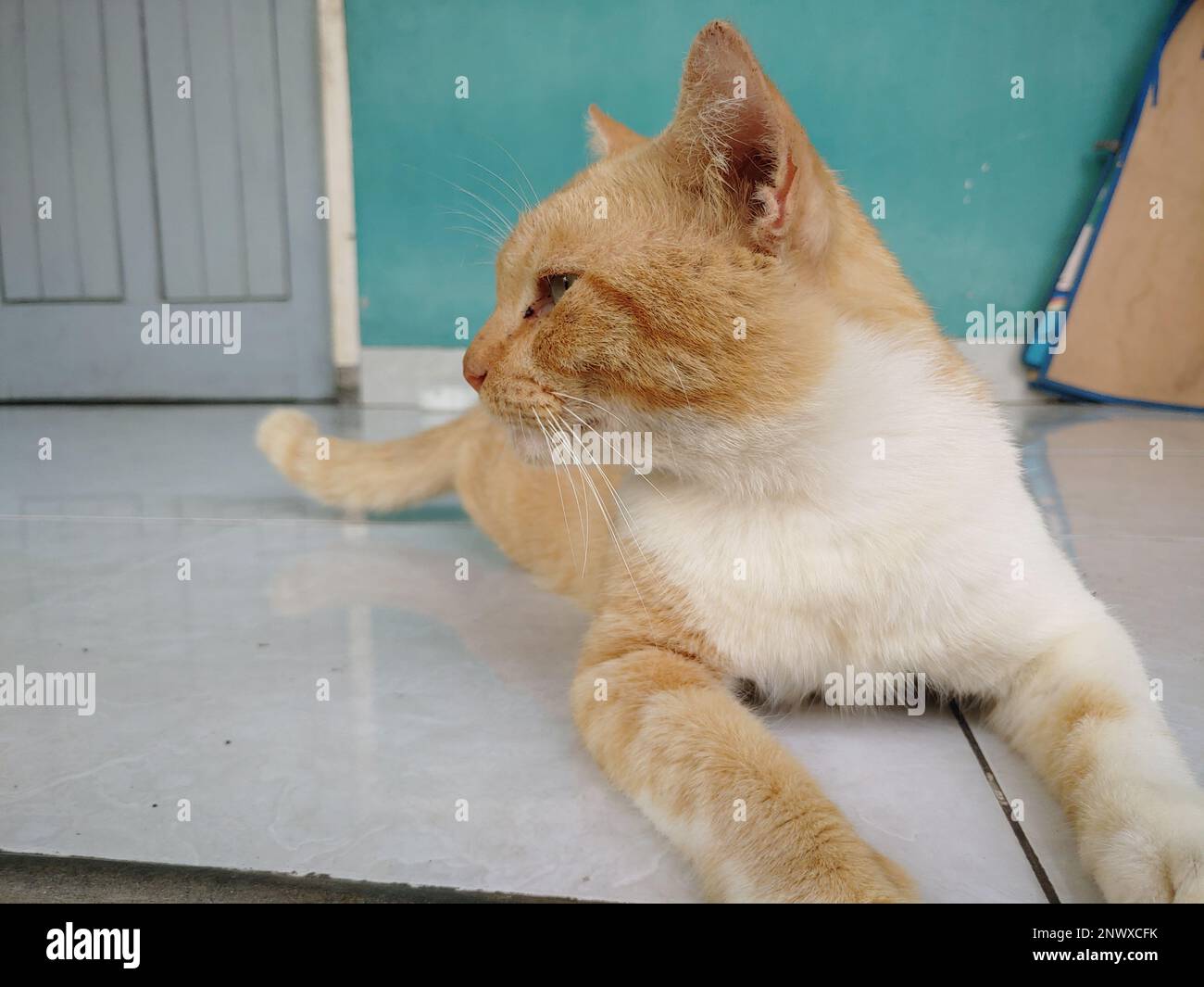 Orange cat on the floor in front of the house Stock Photo - Alamy