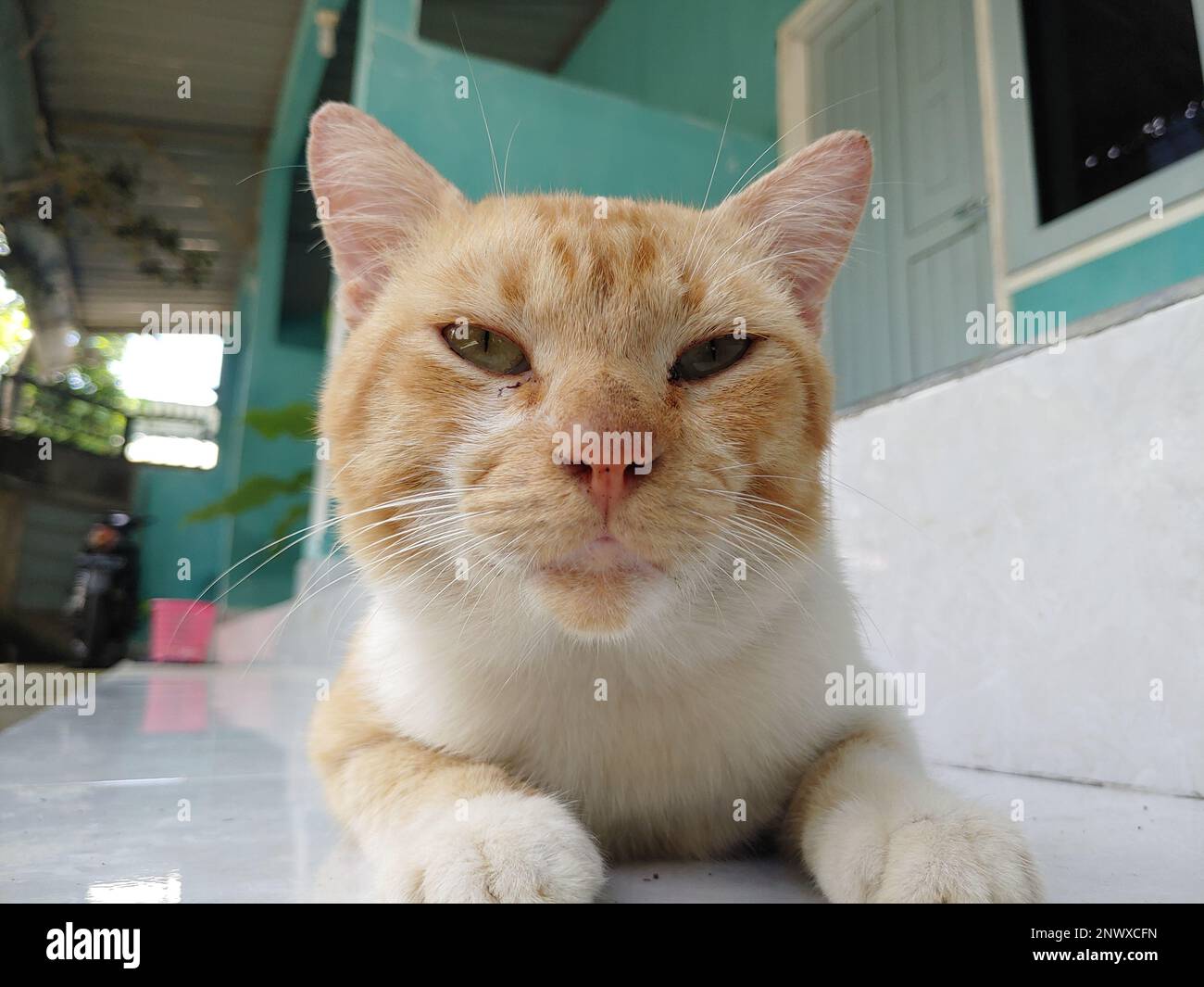 Orange cat on the floor in front of the house Stock Photo - Alamy