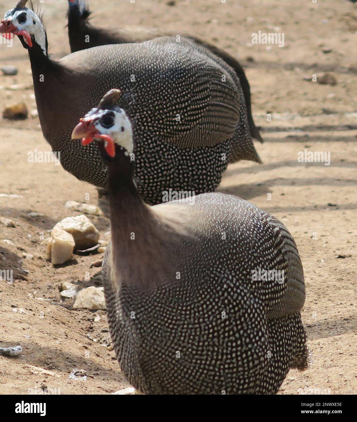 This Monday July 16, 2018 image shows Guinea hens at the 5 Rider's Farm ...
