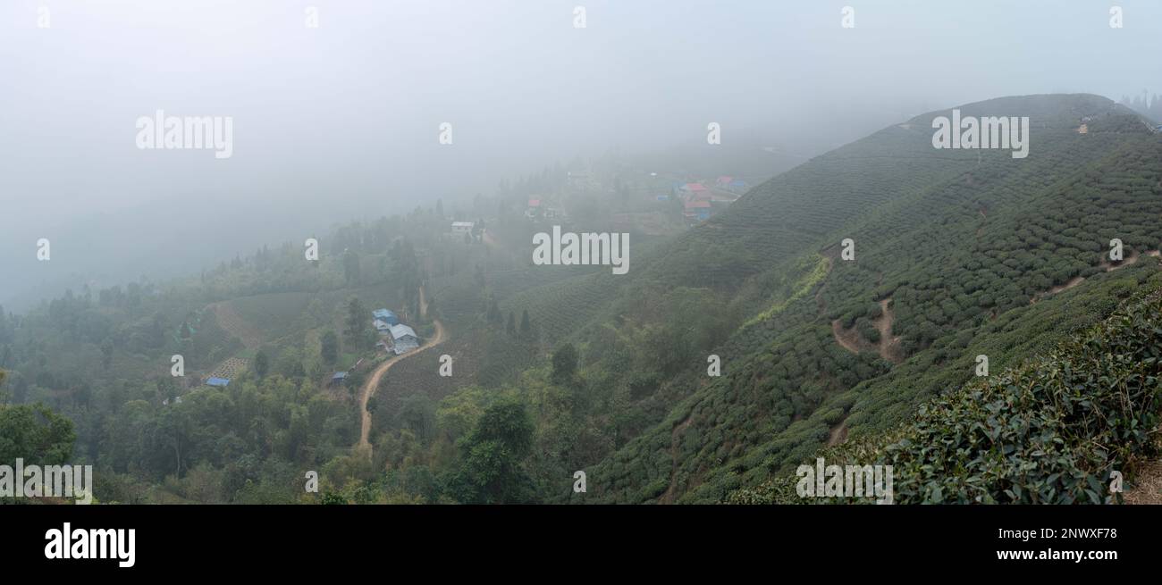 The beautiful tea gardens of Ilam in eastern Nepal on a foggy day Stock Photo - Alamy