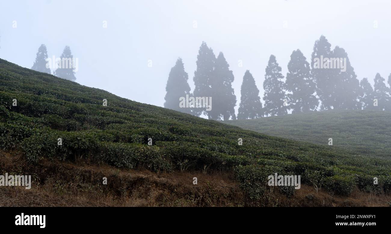 The beautiful tea gardens of Ilam in eastern Nepal on a foggy day Stock ...