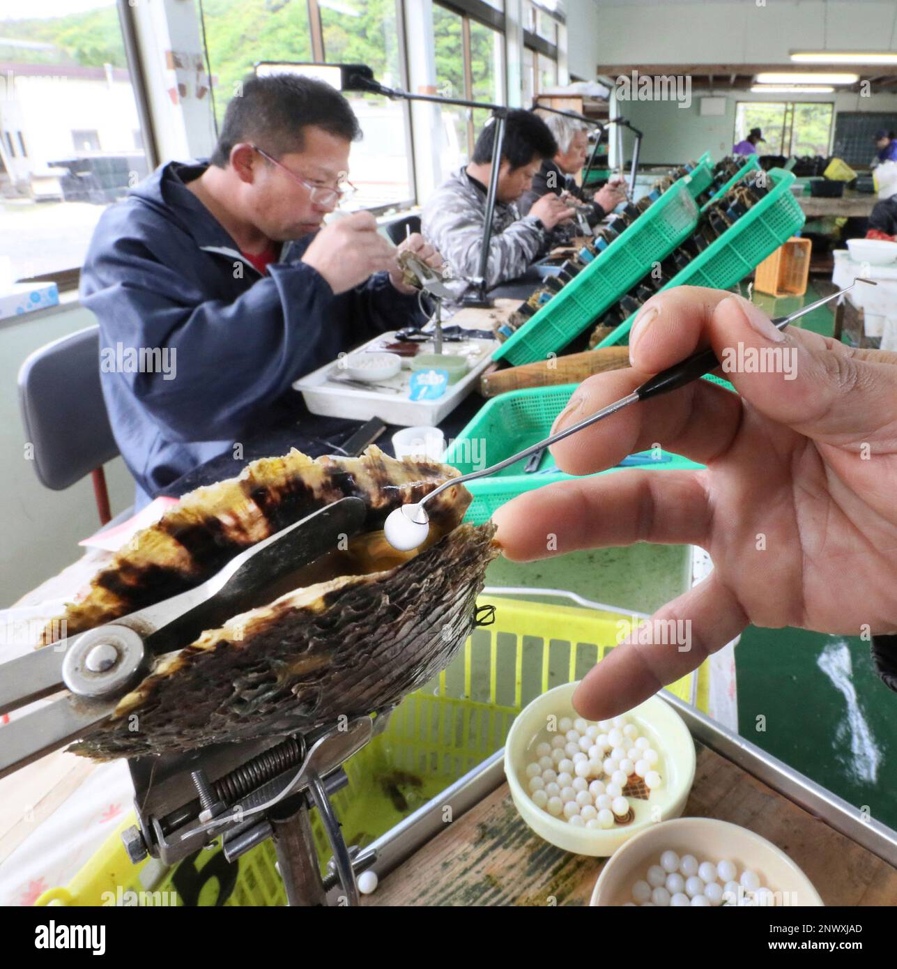 Veteran staffs working for more than 20 years put pearl nucleuses into ...