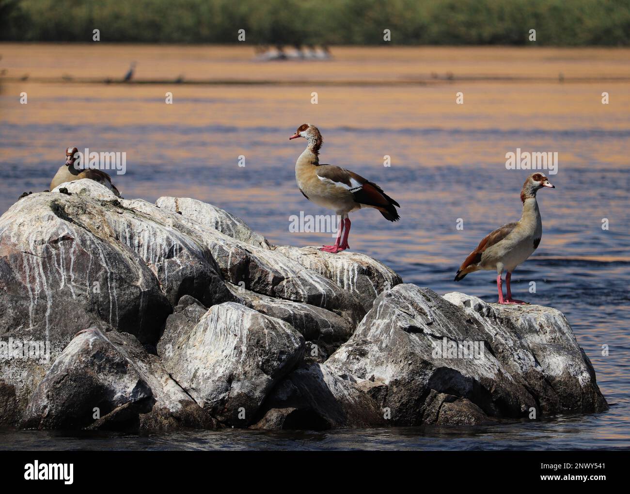Egypt duck hi-res stock photography and images - Alamy