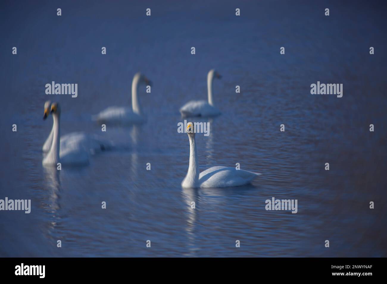 The white swan hibernates on the lake. A group of birds float on the ...