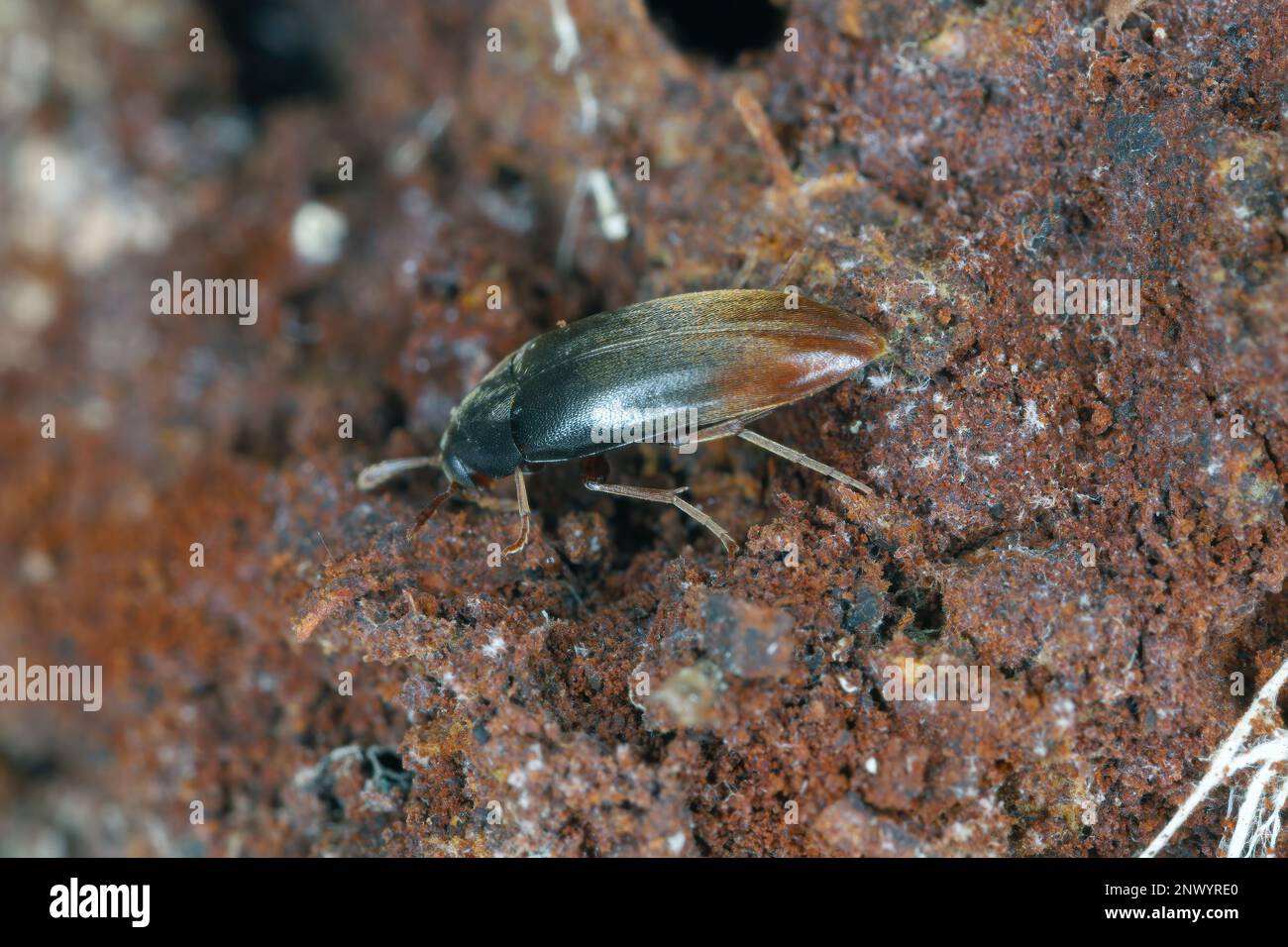 False darkling beetle, Orchesia micans, Melandryidae family on fungi ...