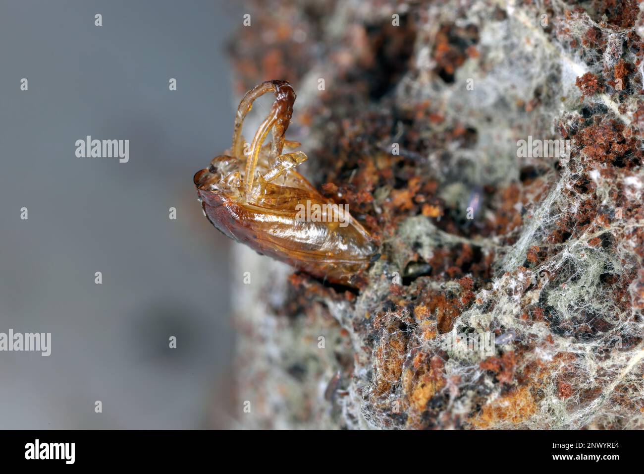 Pupa exuviae of Archinemapogon yildizae, moth of the family Tineidae ...