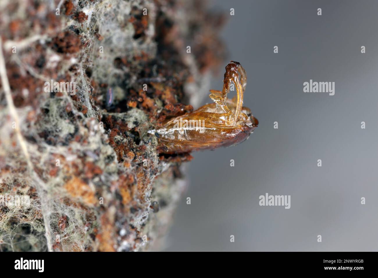 Pupa exuviae of Archinemapogon yildizae, moth of the family Tineidae ...