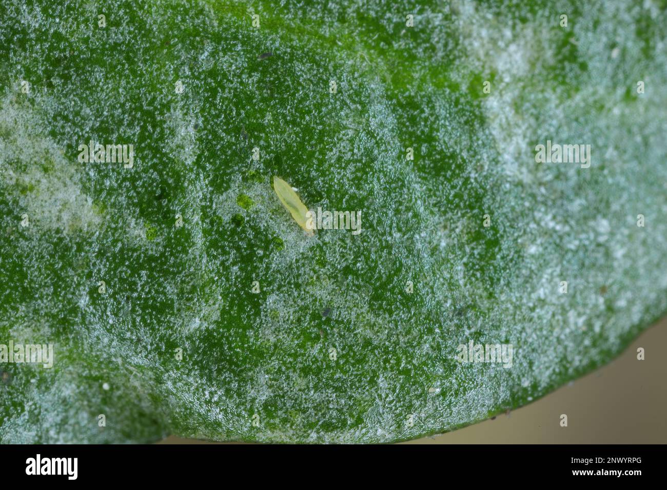 Thrips, thrip larva Thysanoptera on a leaf Stock Photo - Alamy