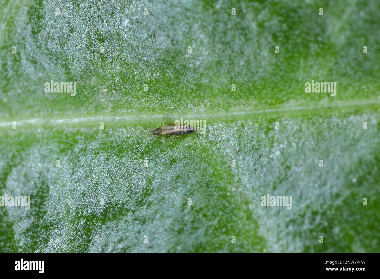 Thrips, thrip Thysanoptera, adult insect on a leaf Stock Photo - Alamy
