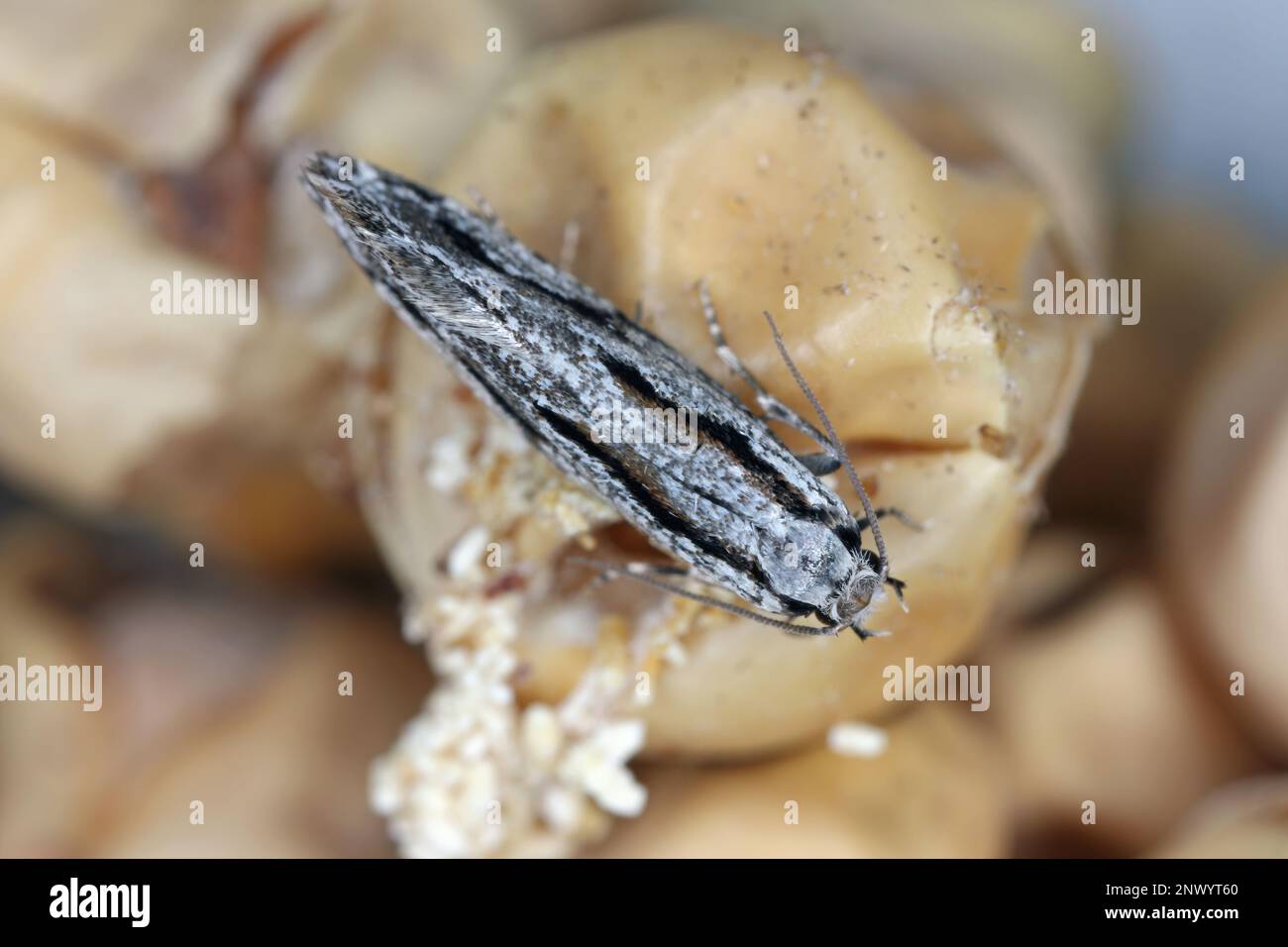 Archinemapogon yildizae, moth of the family Tineidae known as fungus ...