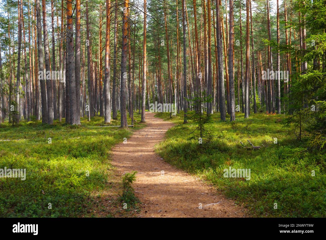Pine forest on sunny autum day. A path leads through the forest Stock ...