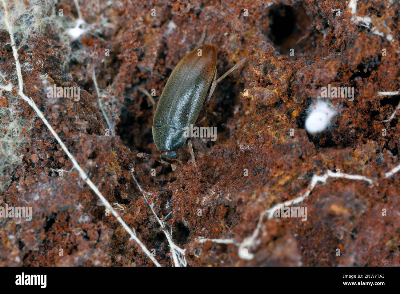 False darkling beetle, Orchesia micans, Melandryidae family on fungi ...