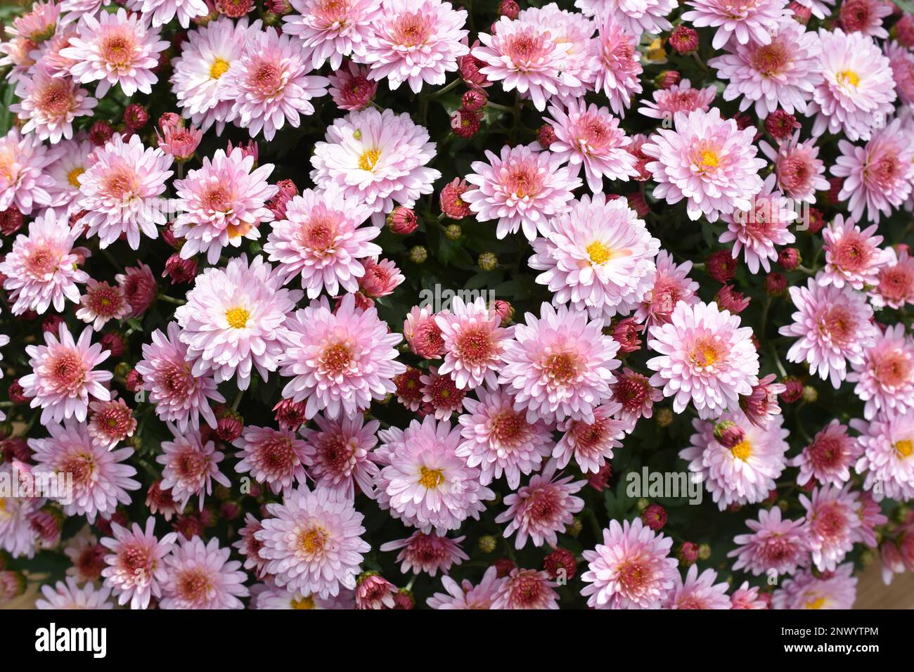 Mums flower hi-res stock photography and images - Alamy