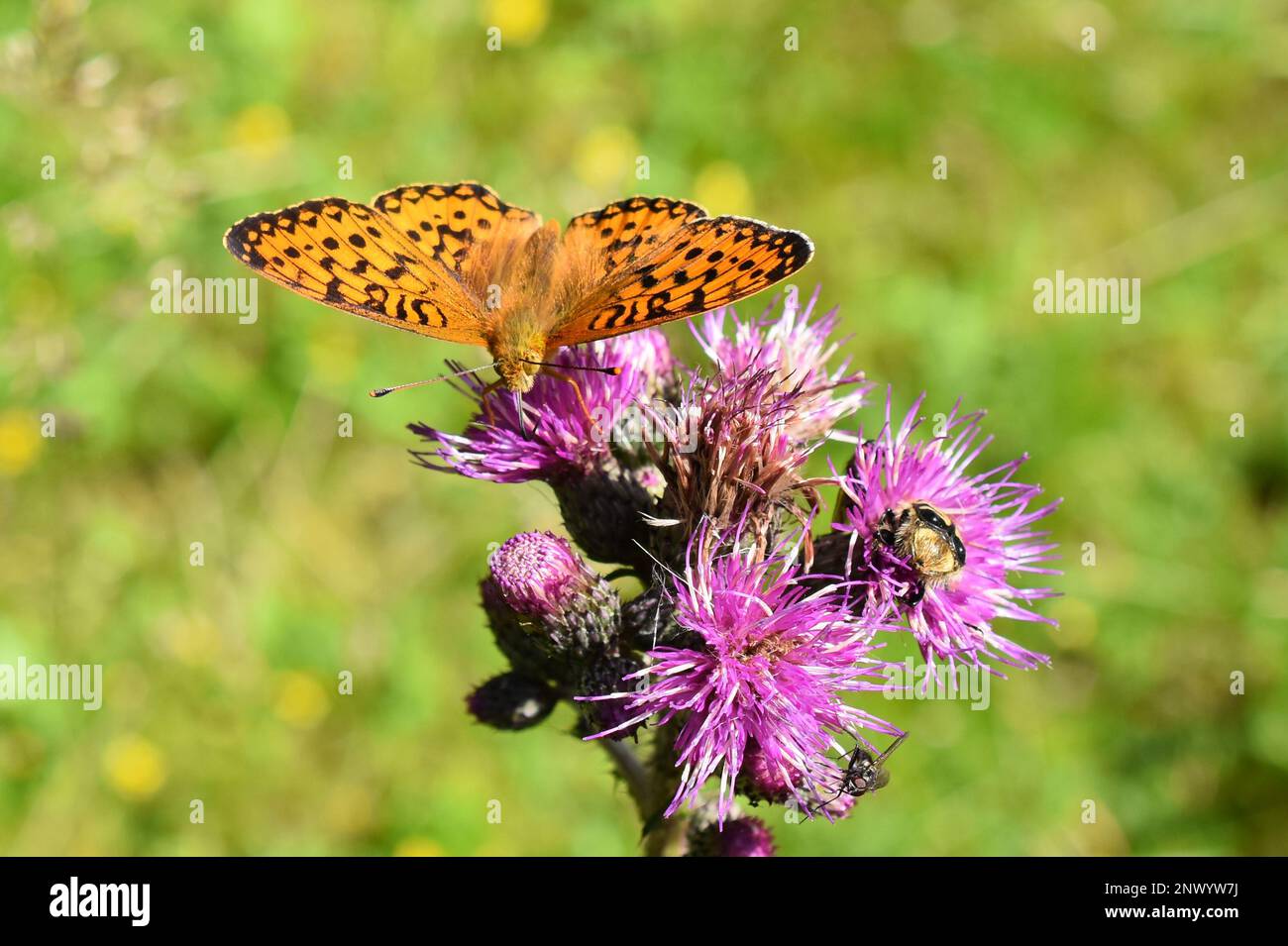 Orange and brown fritillary butterfly Argynnis sitting on a thistle ...