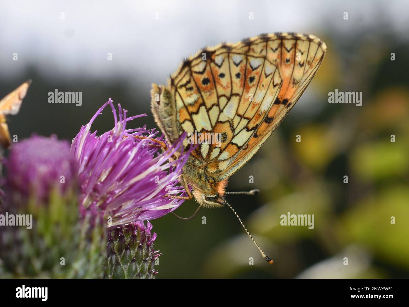 Orange and brown fritillary butterfly Argynnis sitting on a thistle ...