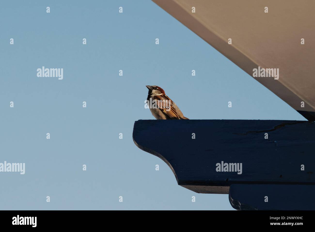 View of a single sparrow sitting on a roof Stock Photo - Alamy