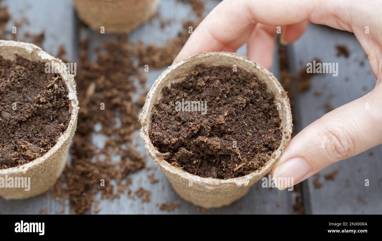 Close up of hand holding eco friendly biodegradable peat pots with ...