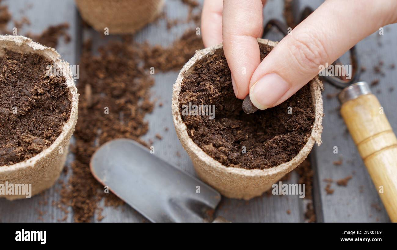 Close up of hand planting a seed in eco friendly biodegradable peat ...