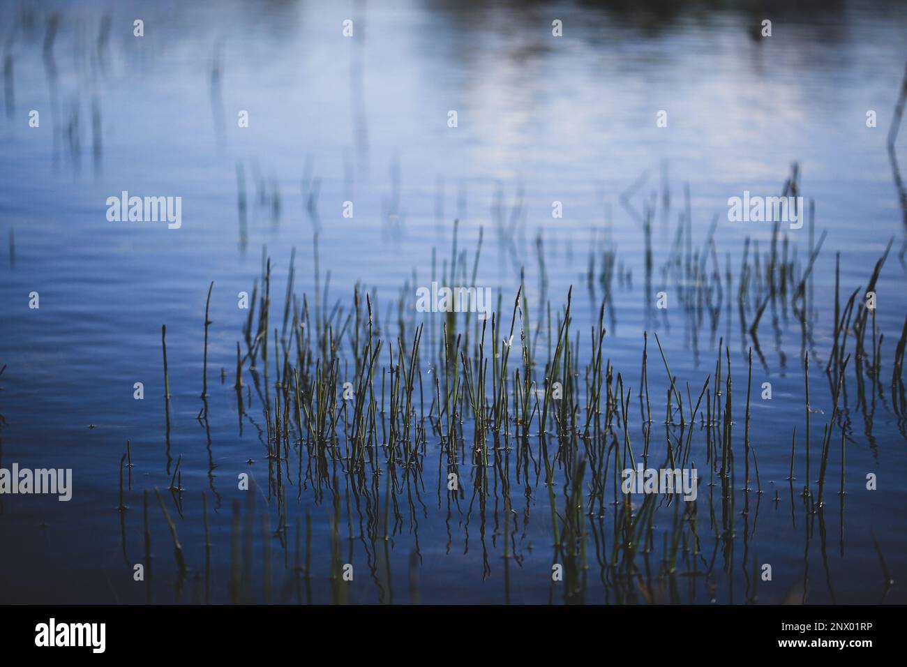 Short reeds in water Stock Photo - Alamy