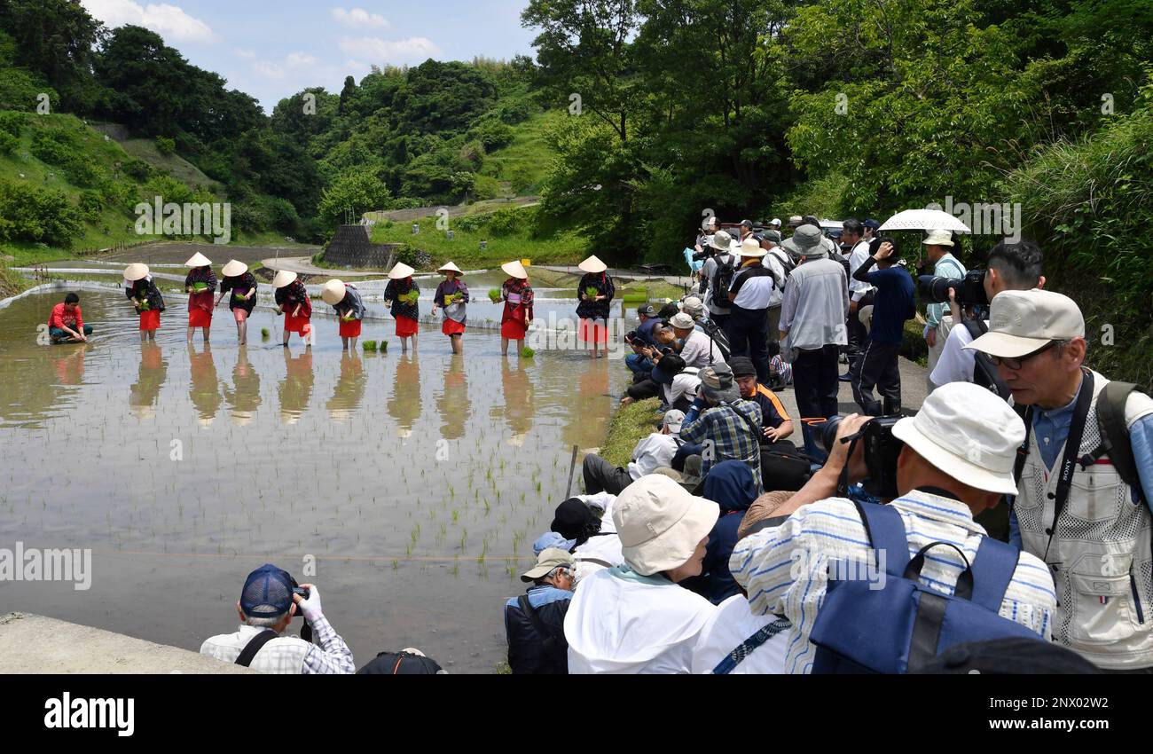 Saotome, rice planting women, wearing Kasuri Kimono move in a line to ...