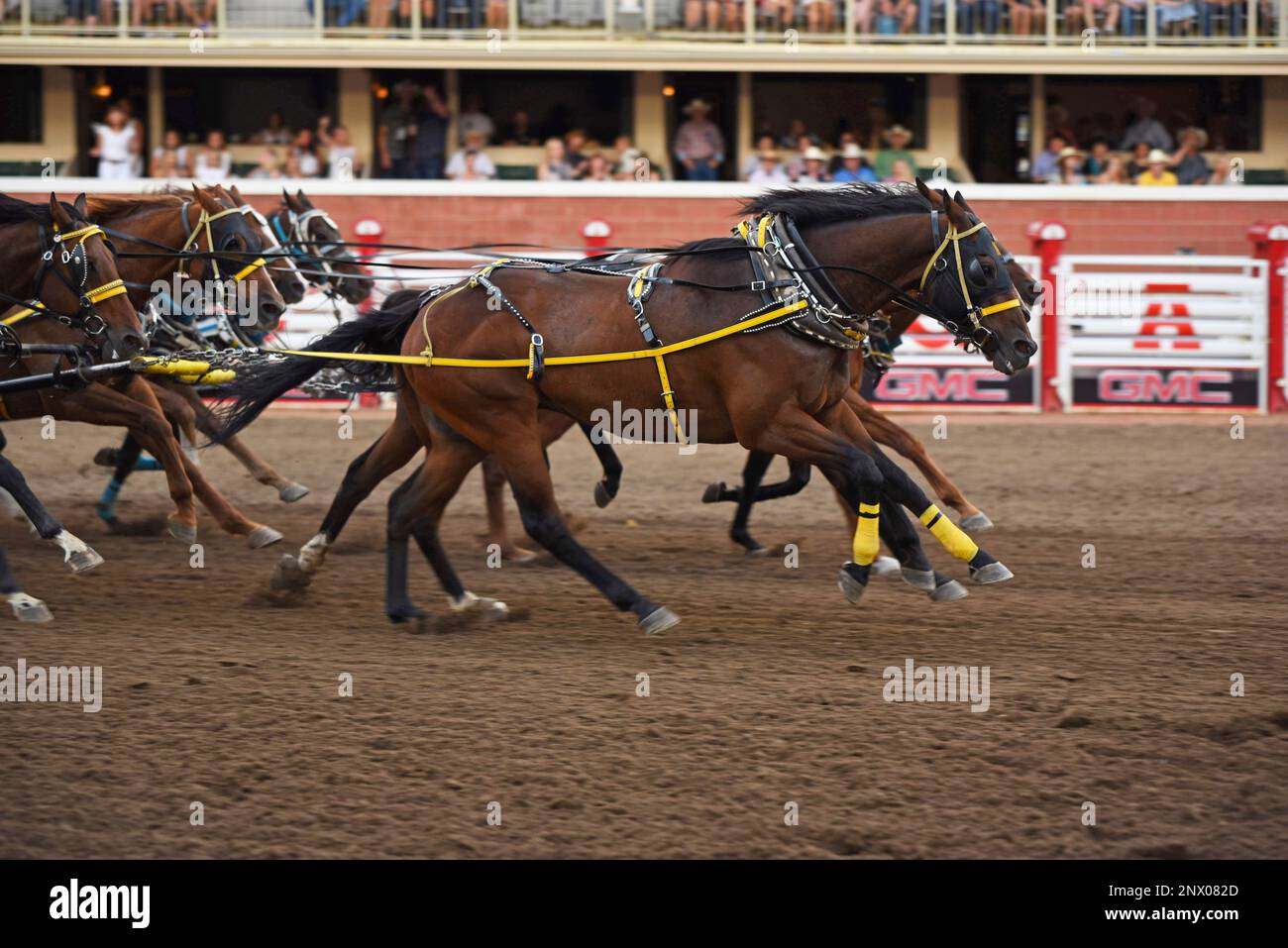 CALGARY, AB - JULY 06: Horses hit the finish line in the GMC Rangeland ...